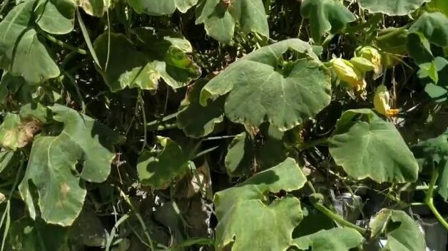 Lacayote (Cucurbita ficifolia) - Смотреть онлайн в поиске Яндекса по Видео