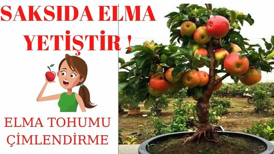 elma çiçeği: 903 video Yandex'te bulundu