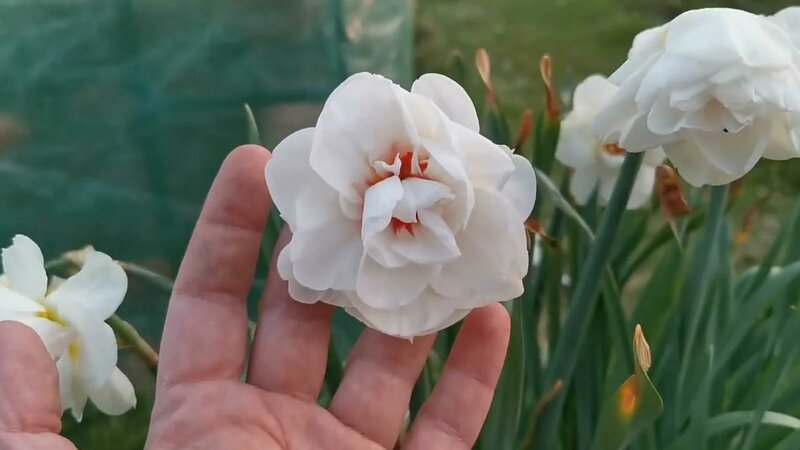 Narcissus Acropolis, a fragrant double daffodil with a complex scent ...