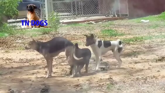 Funny dog mating - Dog mating with cat, pig, duck, monkey, goat | Dog ...