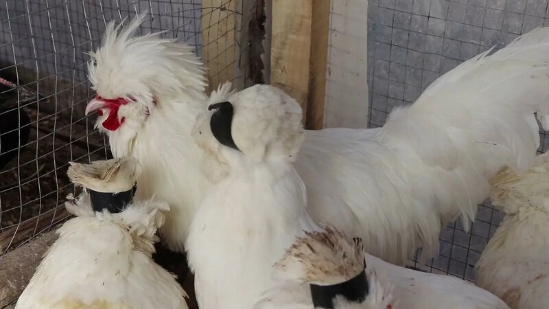 Sultan Tavuğu Kuluçkalik Yumurtalarini Topluyorum! (Yerli Tavuk Cinsi ...