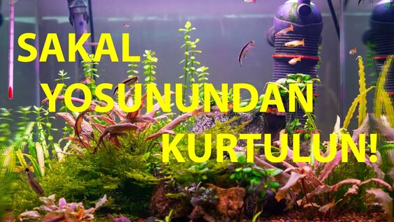 yosun çizimi: 765 video Yandex'te bulundu