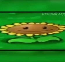 Подсолнух из растения против зомби танцует(подсолнух, пвз, для вп, PVZ ...