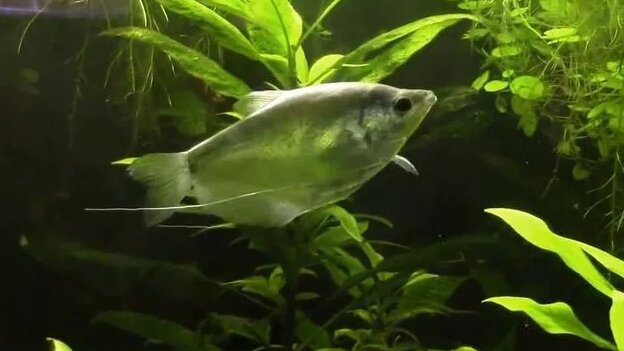 Гурами лунный (Trichogaster microlepis) - Смотреть онлайн в поиске ...