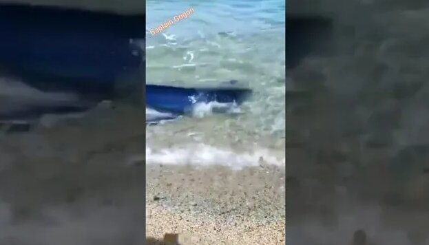 Акула катран Чёрное море, Shark katran Black Sea - Смотреть онлайн в ...