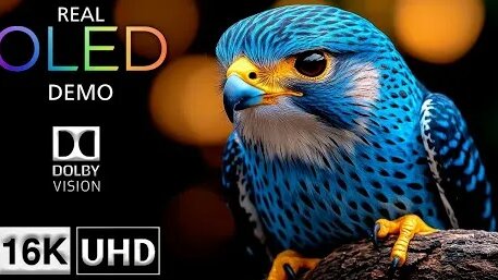 16K Video Ultra HD | REAL 16K OLED Dolby Vision (60 FPS) - Yandex Video ...