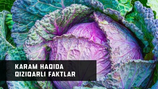 Karam haqida qiziqarli faktlar - Yandex Video aramada çevrimiçi izle