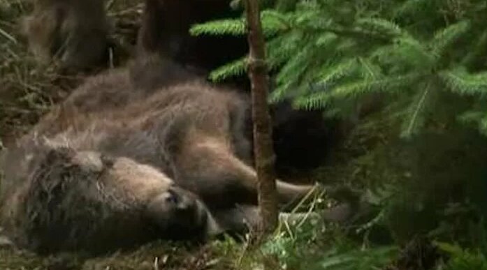 Зубр плачет. Crying Bison - Смотреть онлайн в поиске Яндекса по Видео