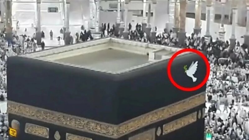 This Bird Tried to Fly Over the Kaaba, Look What Happened to It ...
