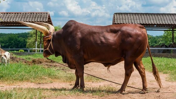öküz resimleri: 2 bin video Yandex'te bulundu