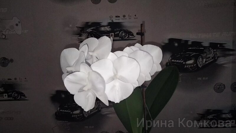 Цветение орхидеи Charming Crystal Water (Кристал ватер) - Смотреть ...