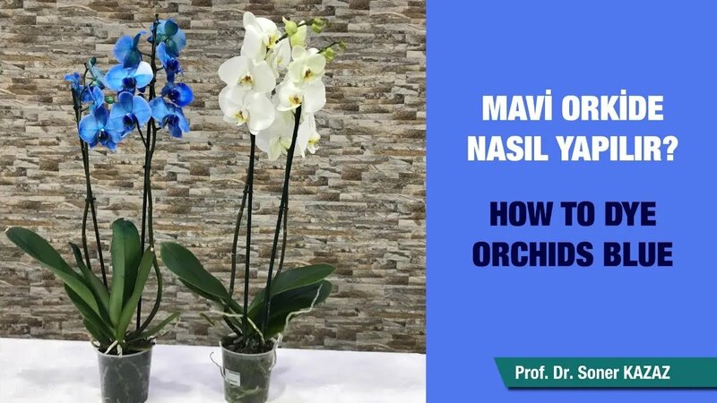 Mavi orkide nasil yapilir (how to dye orchids blue)