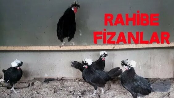 rahibe fizan tavuğu: 707 video Yandex'te bulundu