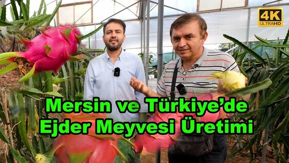 mersin meyvesi: 836 video Yandex'te bulundu