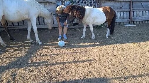 Amazing Modern Farming Horse Mating Breeding Pairing Training Racing ...