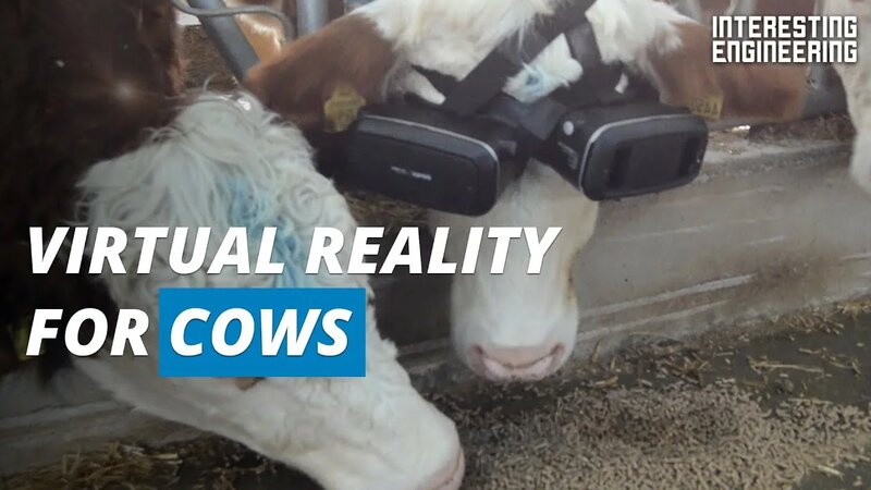 Can VR really increase milk production in cows? - Yandex Video aramada ...