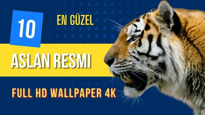 Aslan Resimleri Full Hd 1080p Wallpaper - Lion Wallpapers 2022