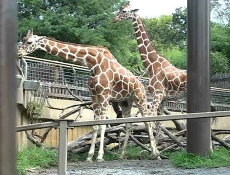 giraffes mating at the zoo - Yandex Video aramada çevrimiçi izle