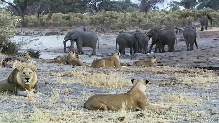 Видео BBC «Величайшие явления природы (5). Великий потоп» (Познавательный, животные, 2009) | OK ...