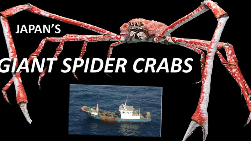 How to Catch the Elusive Japanese Giant Spider Crab - Yandex Video ...