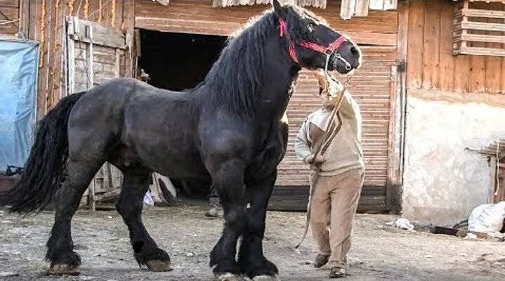 Видео Cai grei armăsar pentru montă 2019 calul lui Dany Gura Humorului ...