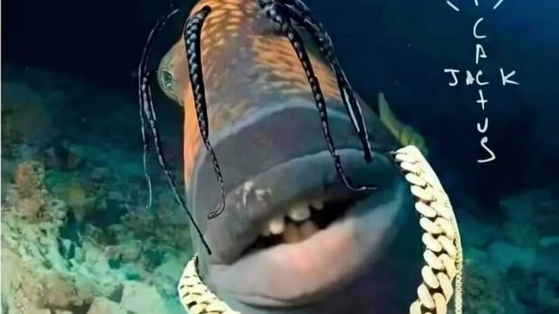 Travis scott Fish meme - Смотреть онлайн в поиске Яндекса по Видео