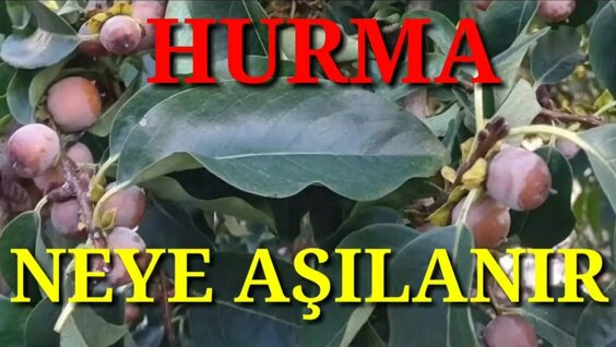 hurma ağacı fidesi: 641 video Yandex'te bulundu