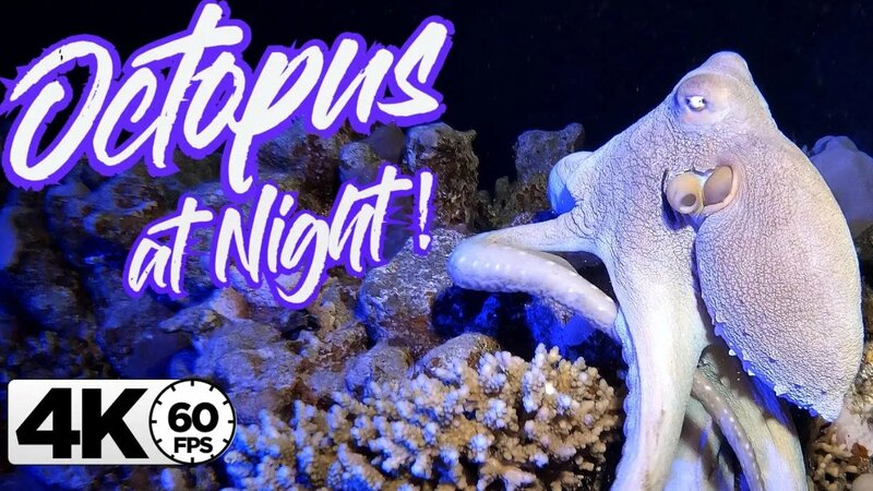 Octopus Camouflage at Night | Changes color, texture and shape in 4k ...
