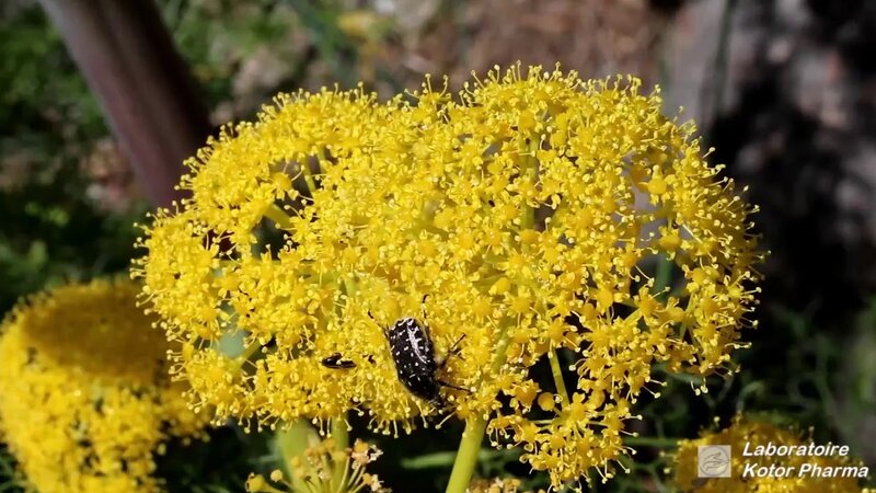 Férule (Ferula communis) - Yandex Video aramada çevrimiçi izle