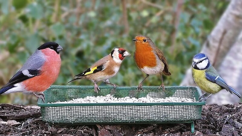 Birds in My January Garden : Bullfinch, Goldfinch, Linnet, Robin and ...