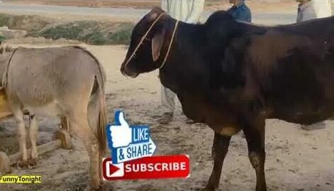 Funny Animal Mates, Cow Mating With Donkey, Cow Funny Video, BULL KA ...