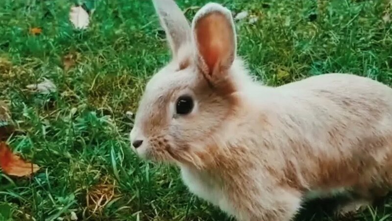 Bunny garden invasion| Mimi and the kits - Смотреть онлайн в поиске ...