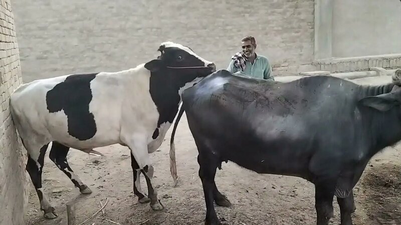 animal mating|Animal meeting #animalmating - Yandex Video aramada ...