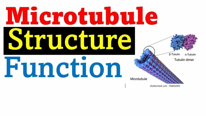 Microtubule structure and function - Смотреть онлайн в поиске Яндекса ...