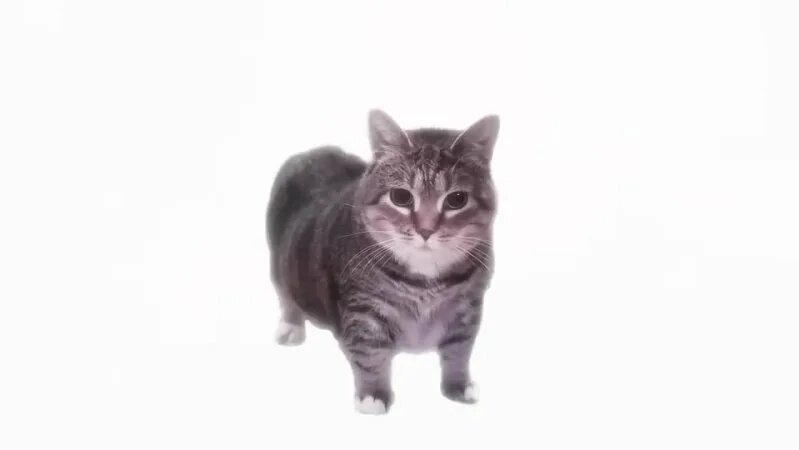 W&W - OIIA OIIA (Spinning Cat) — Видео от Speeeedy EDM Blog ...