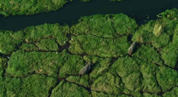 Видео Okavango.River.of.Dreams.2020.1080p.DSNP.WEB-DL.H264.DDP5.1 ...