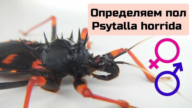 Как определить пол клопа - хищнеца. Psytalla horrida. - Смотреть онлайн ...