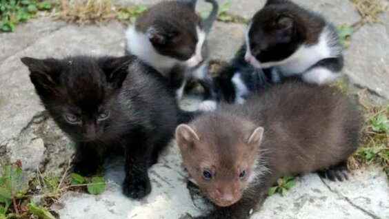 yavru insan: 979 video Yandex'te bulundu