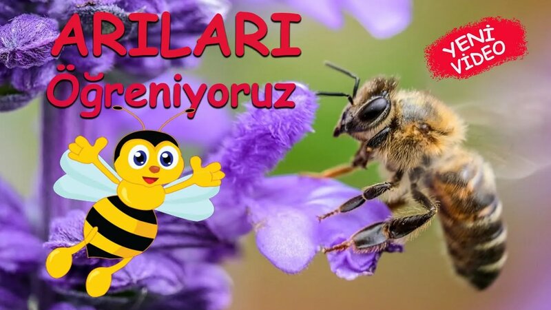 Arilar - Arıları Öğreniyoruz - Çocuklar için Eğitici Video - Yandex ...