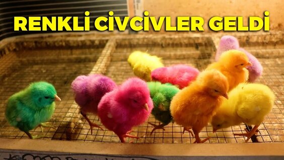 civciv resimleri tatlı: 852 video Yandex'te bulundu