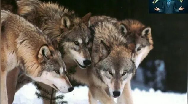 Бурилар хакида сиз билмаган фактлар. Burilar tarifi. - Смотреть онлайн ...