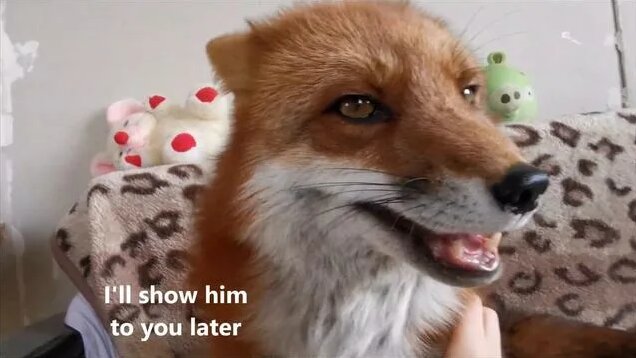 FOXY NEWS Good Morning Cuteness Alf the Fox and Vasilisa the Fox ...