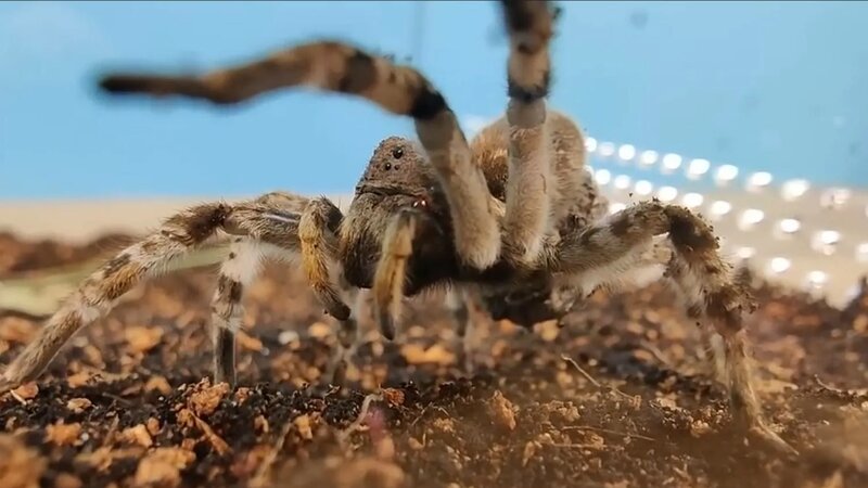 Alex Boyko Поймал ядовитого Тарантула в огороде и посадил в террариум ...