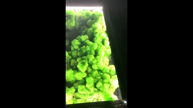 Журнальный столик со стабилизированным мхом и подсветкой Newflora ...