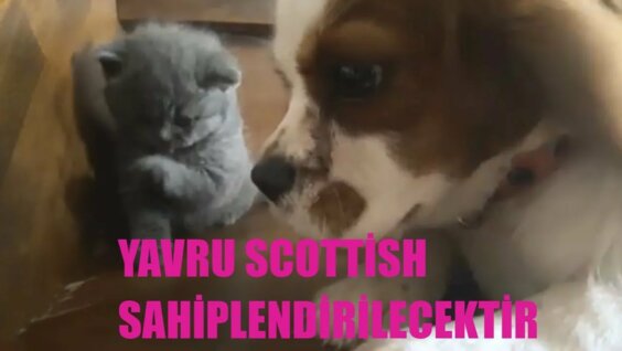 yavru kedi ve köpek resimleri: 994 video Yandex'te bulundu