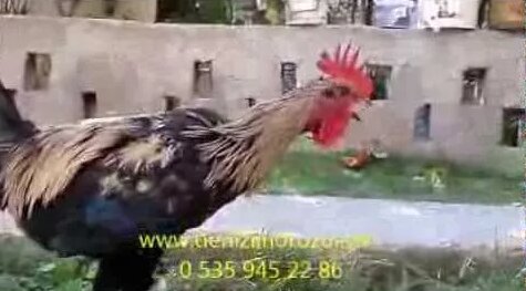 denizli horozu: 720 video Yandex'te bulundu