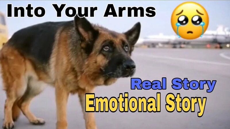 into your arms Ava Max(slowed) | The Dog Named Palma | Emotional Song ...