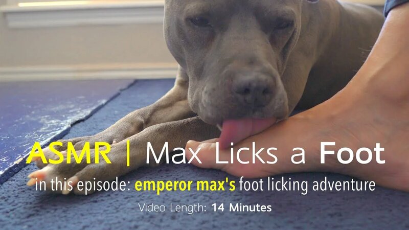 Max Licks | Foot | ASMR DOG LICKING | No Talking - Yandex Video aramada ...