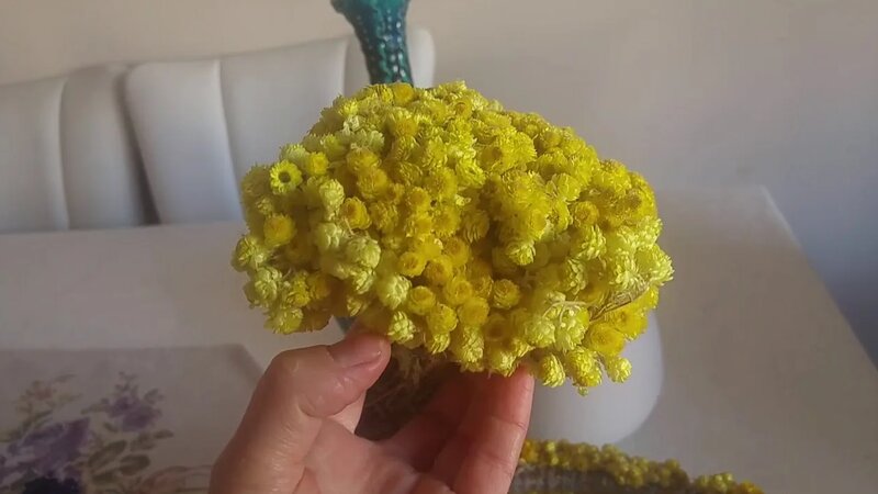 Altin OTU. Ölmez otu. Altın otu hakkında bilgi ve altın otunun ...