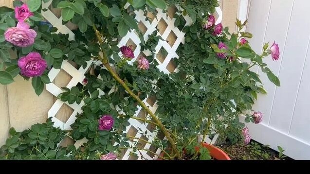 64 半地栽一年的《Lavender Crush climbing Rose》 Meet my 1 year-old Lavender ...